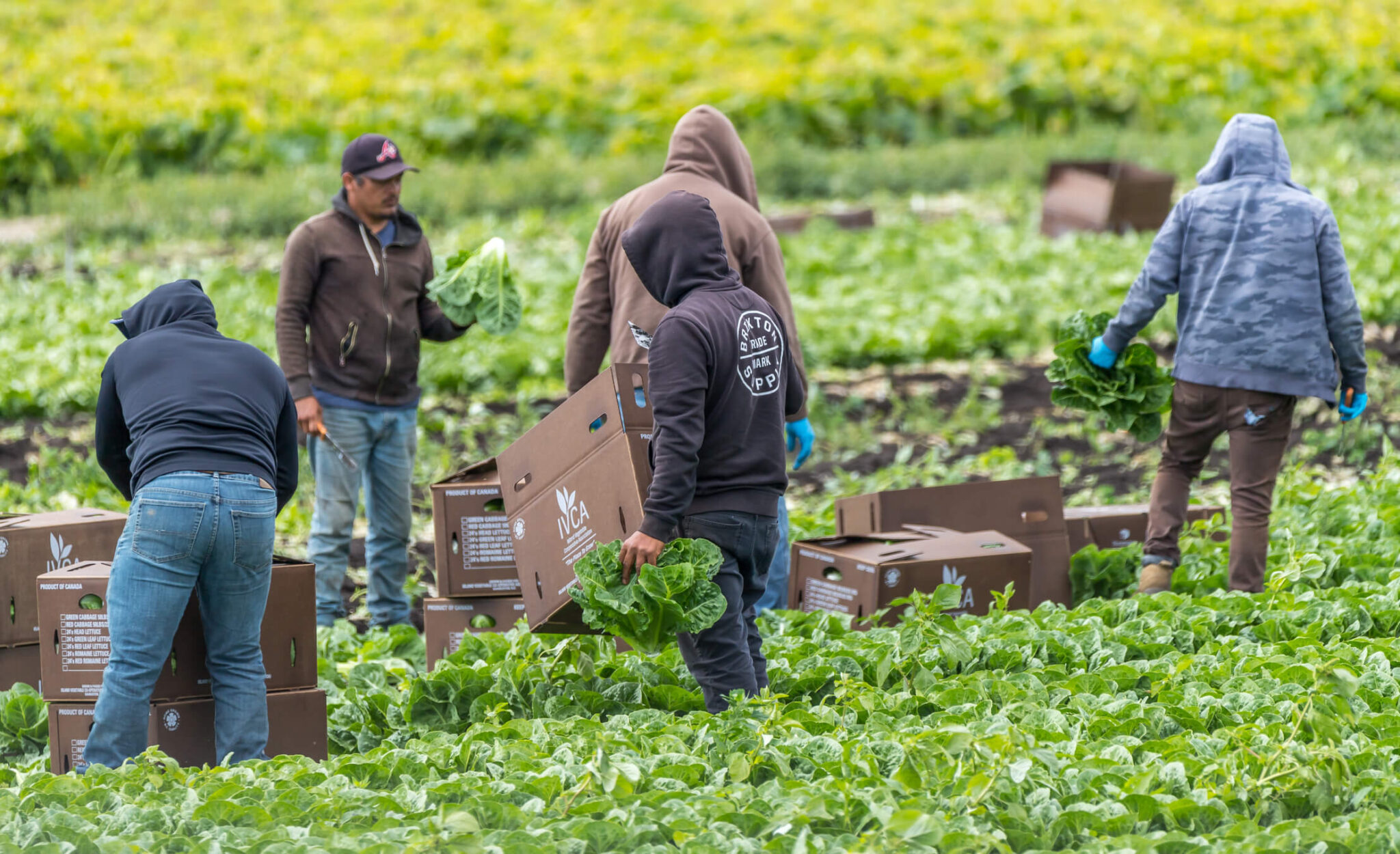 Visa Sponsorship for Farm Workers In Canada In 2026